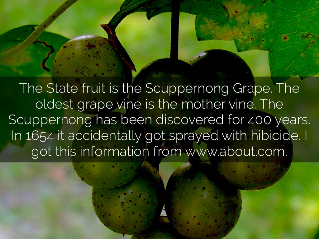 State Symbols by Caroline Mayo