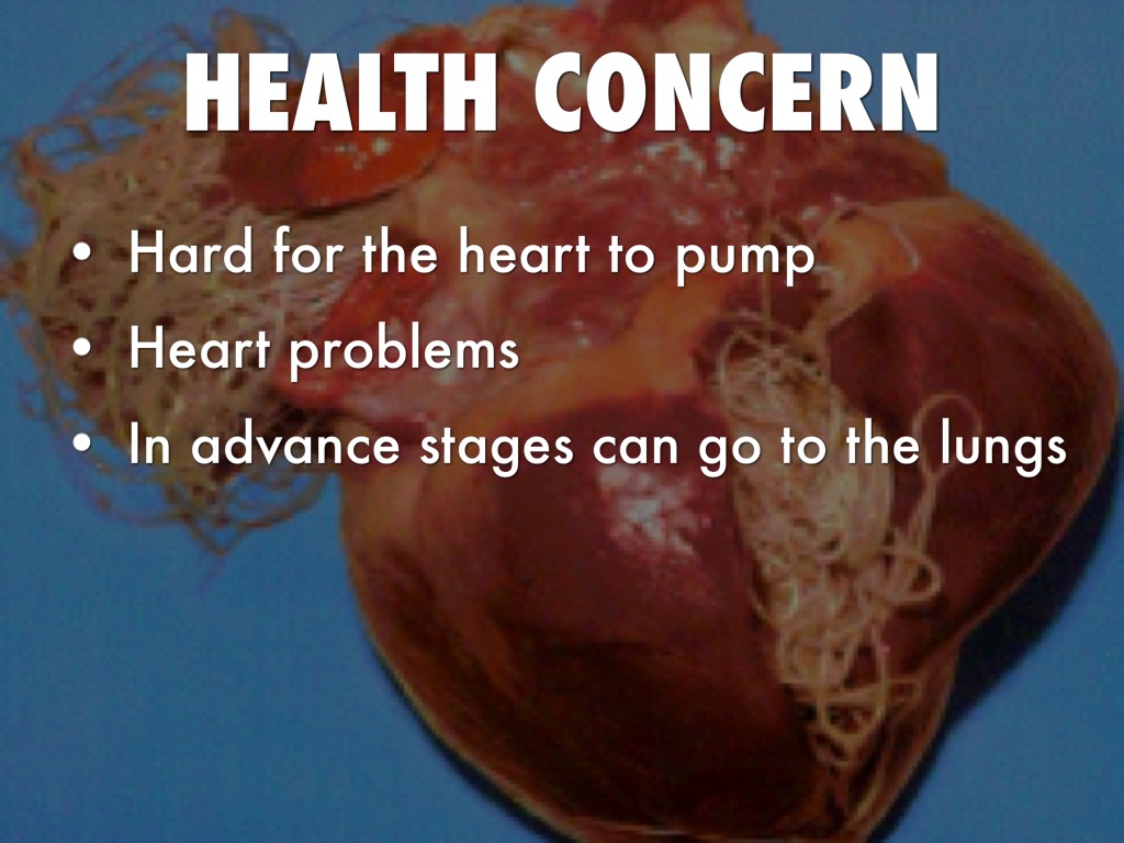 Heartworm by Autumn Schmelzer