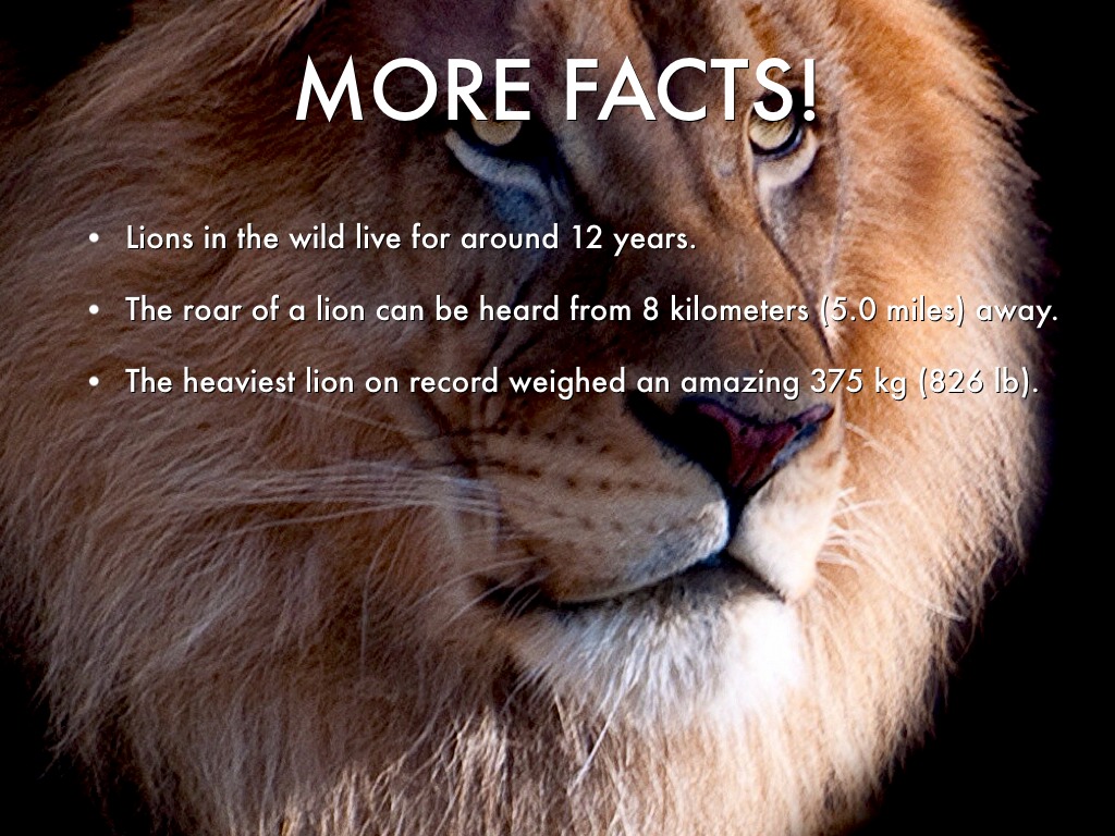 All About Lions by Virginia Pugh