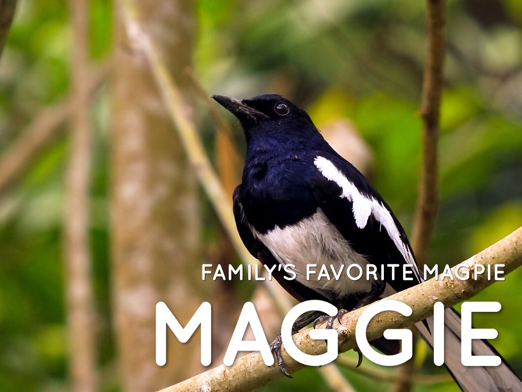 The Tarantula In My Purse by Natasha Lemoine