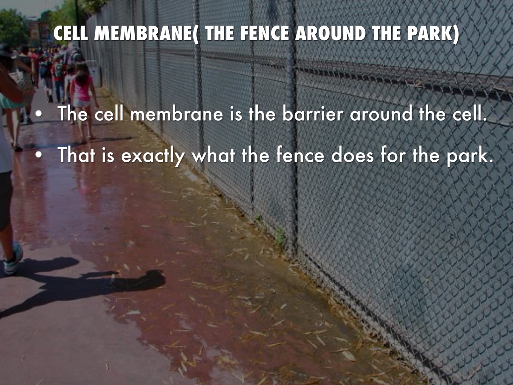 six flags cell by Natasha Ponton