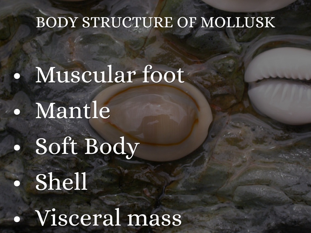 Animal Unit Part 2 By Alexis Mleziva by Alexis Mleziva