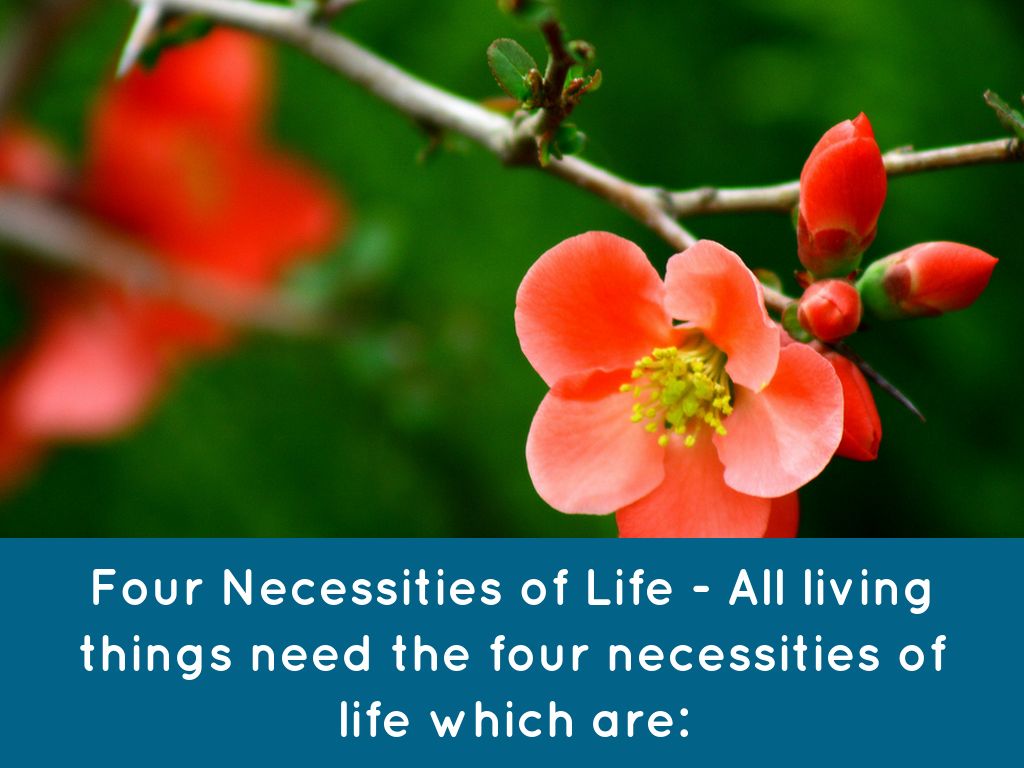 The Six Characteristics of Living Things by Kevin