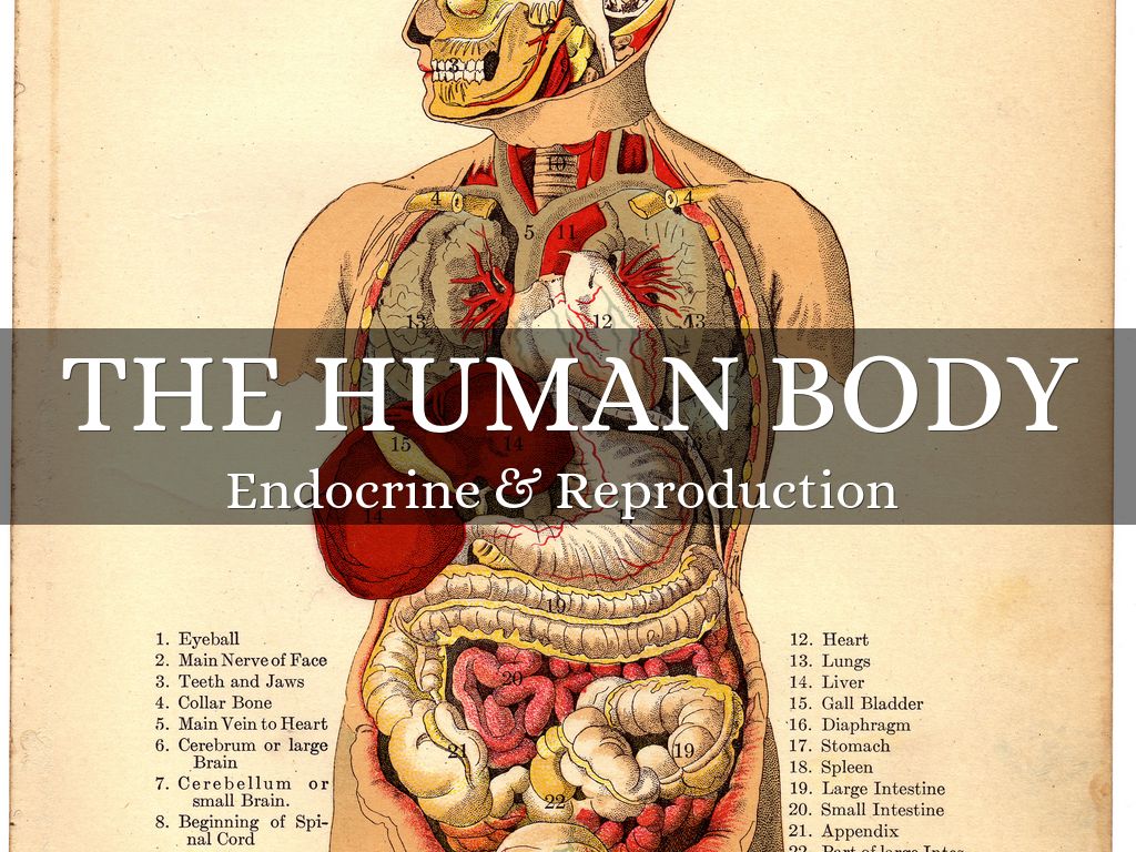 tHE hUMAN BODY by Sam/Tay rcool