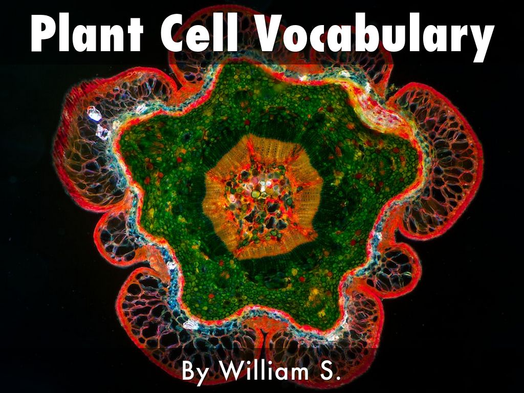 Plant Cell Vocabulary by Angie Stallbaumer