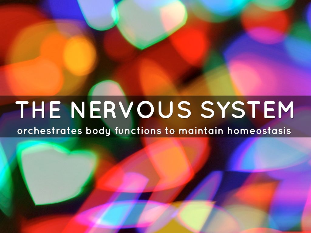 The Nervous System By 904652 the-nervous-system-by-904652