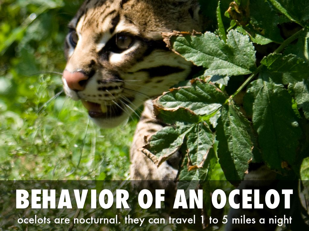 What Is A Ocelots Behavior