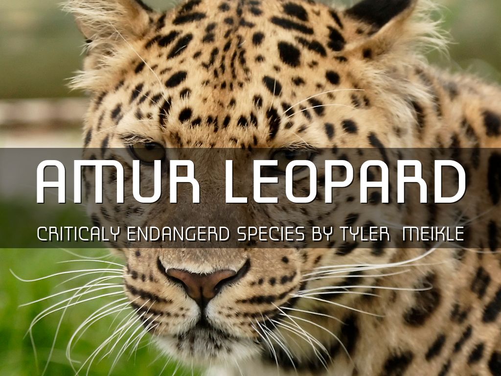 Amur Leopard by Jennifer Meikle