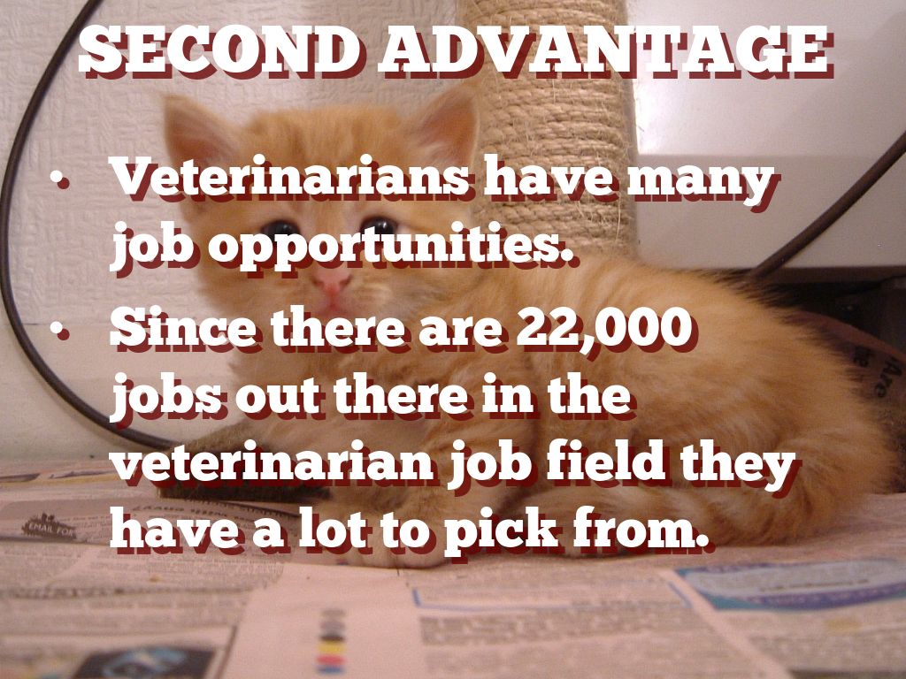 veterinians by Samantha Feduccia