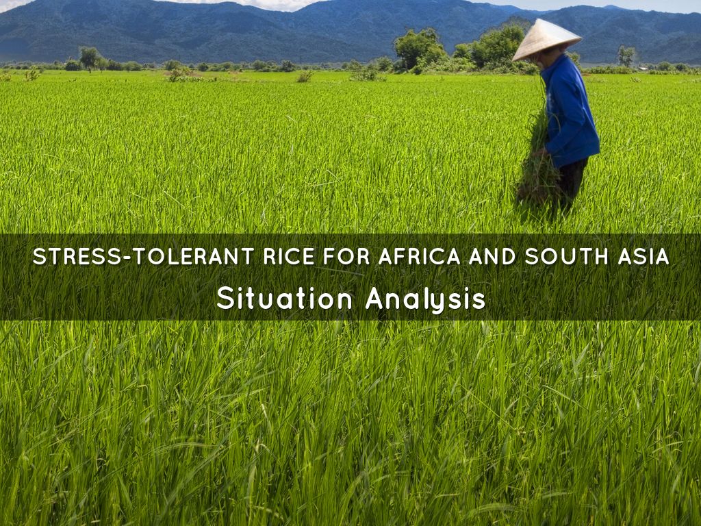 STRESS-TOLERANT RICE FOR AFRICA AND SOUTH ASIA by