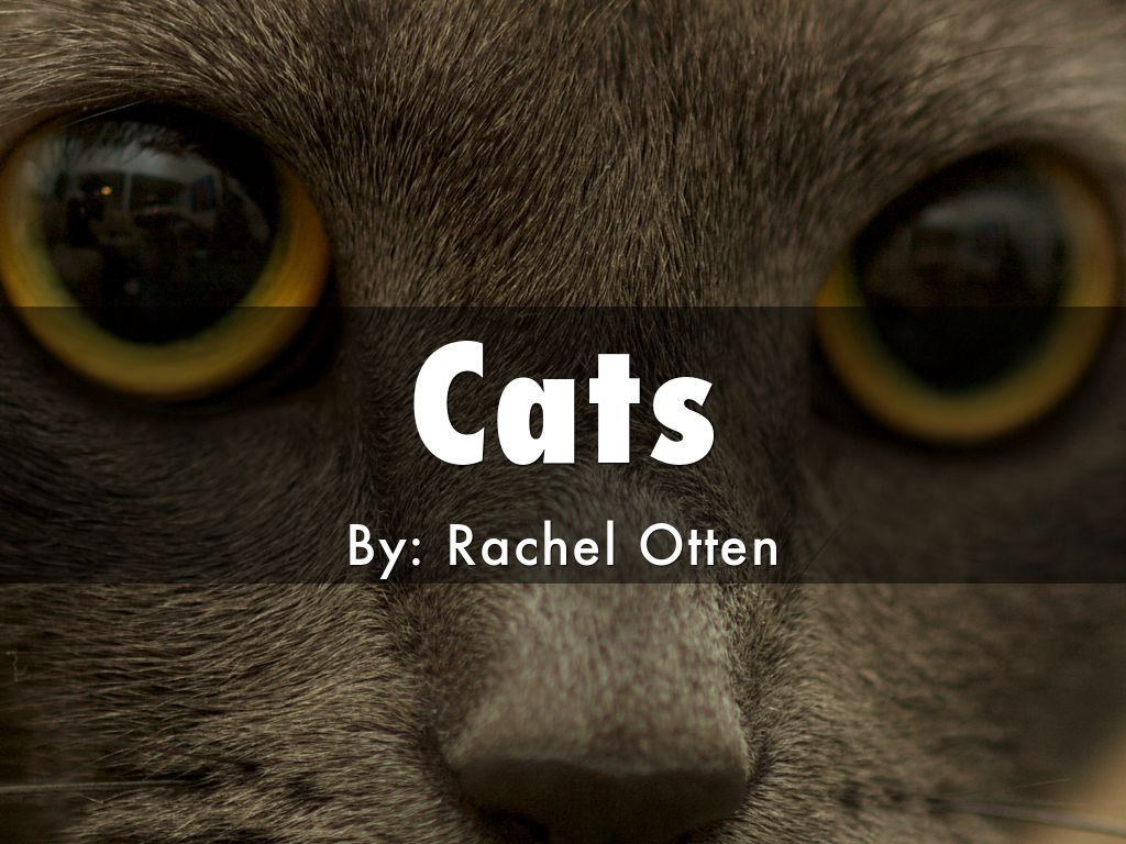 Cats by 2020rachelotten