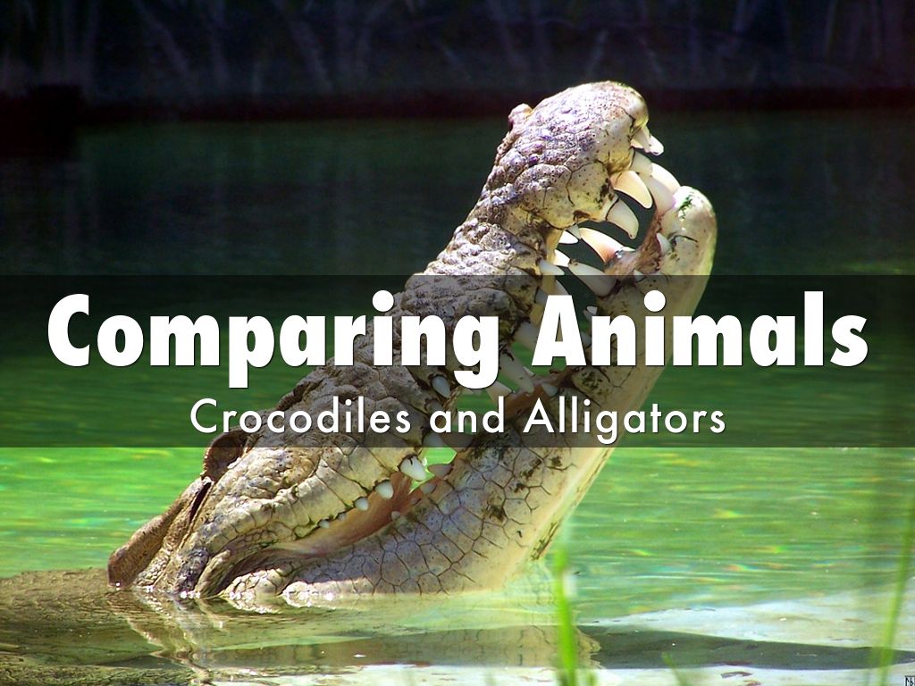 Comparing Animals by shollings