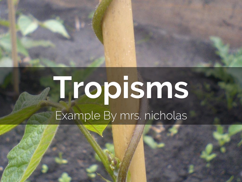 tropism assignment Nicholas by Rebecca Nicholas