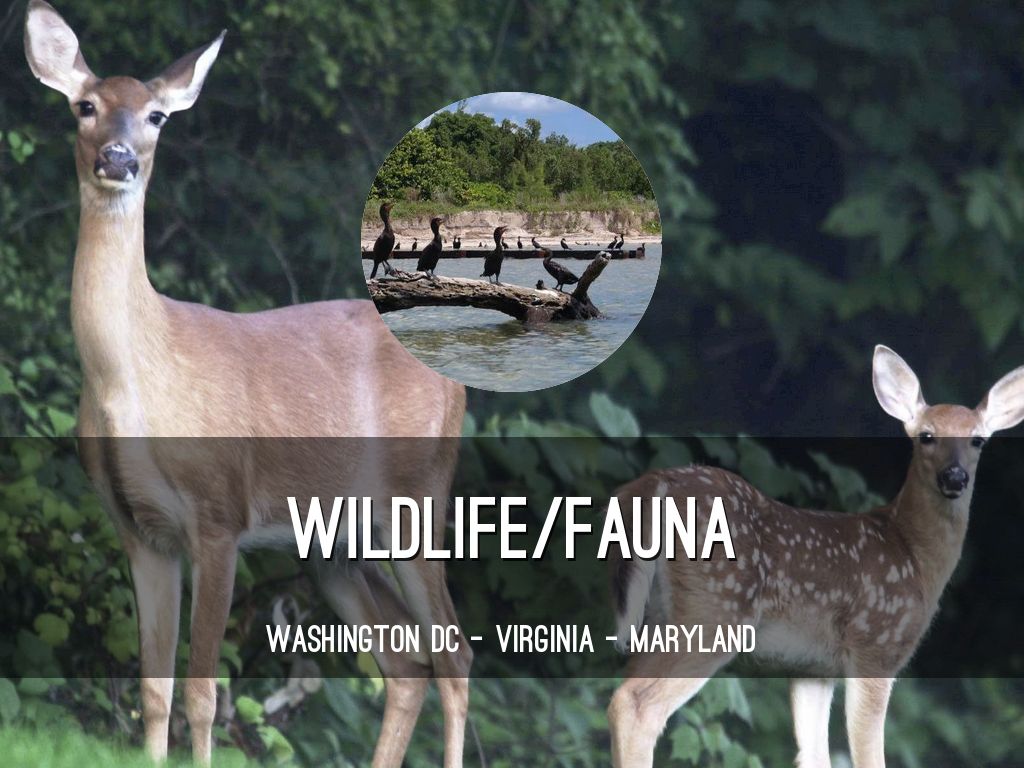 Washington D.C. by noelia_lluch