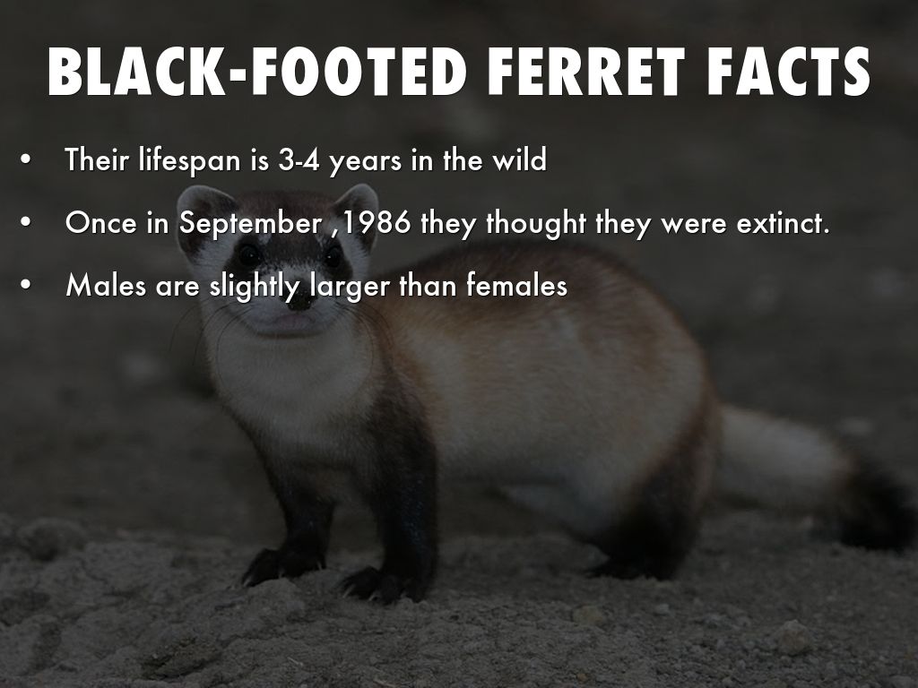 black-footed ferret by madison.moore