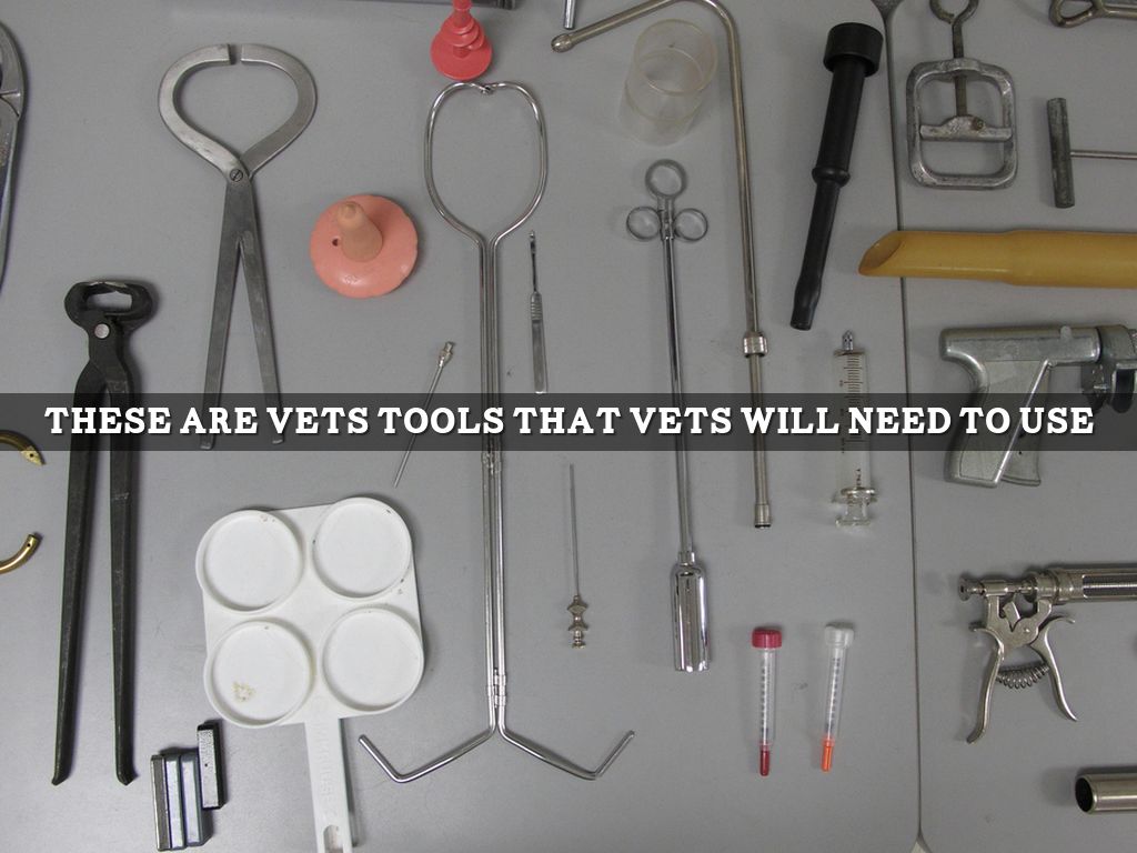 Veterinarians by Mikayla Sands