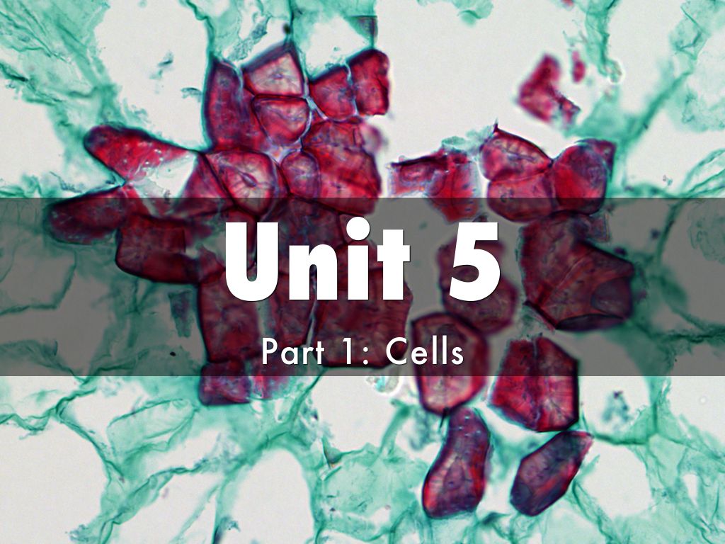 Unit 5 Cells by Maria Neumann