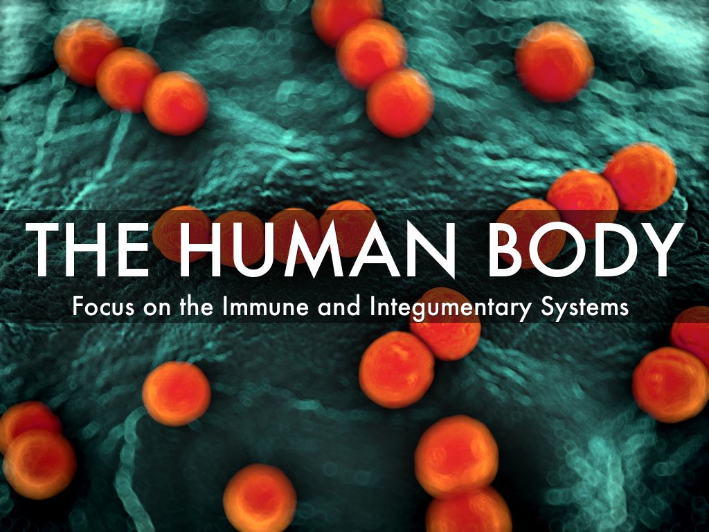 The Human Body by chriseng