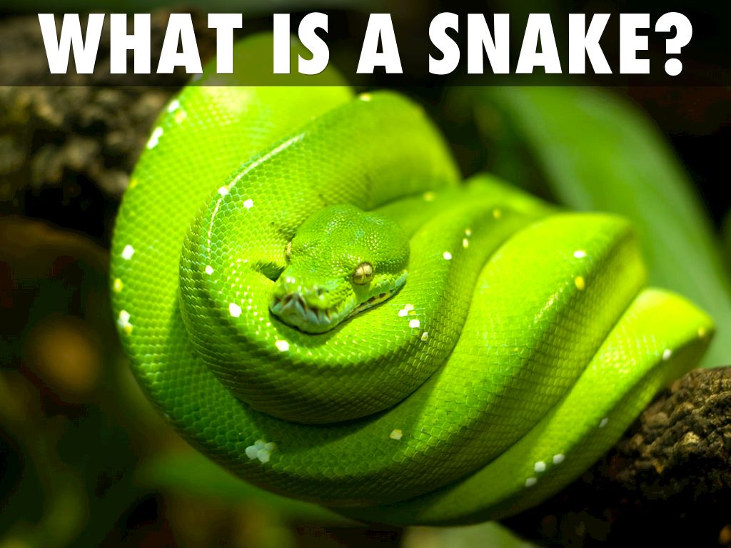 ALL ABOUT SNAKES by Charly Stagg