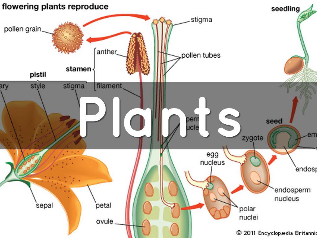 Living Things by Yasmien Gomaa