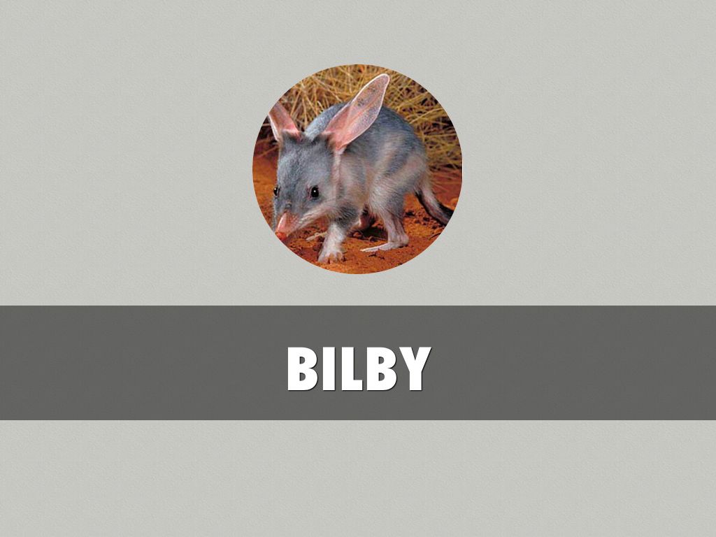 Bibly by Halid Logo