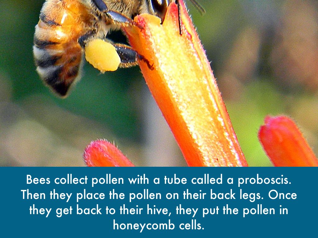 A Honeybee Presentation by a Third Grader by Karen