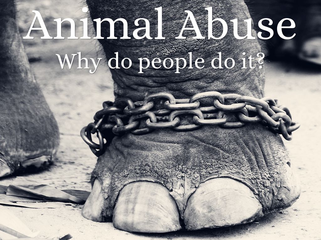Animal Abuse By Deon shudall Animal Abuse By Deon shudall