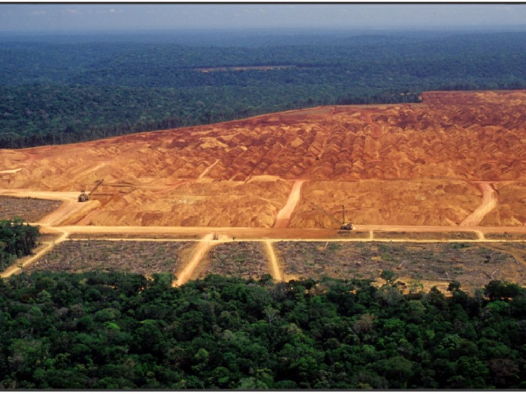 Rainforest Deforestation by Dani Hall