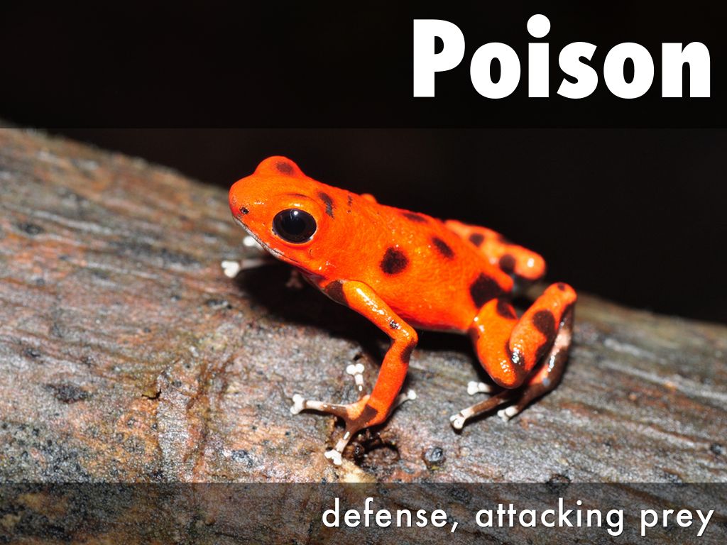 Animal Adaptations by Brittney Crawford