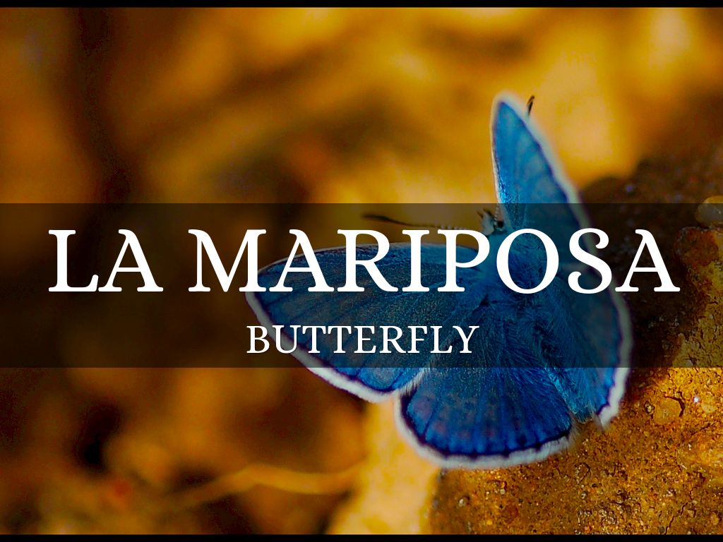 Unidad 1 Lección 1 Vocab by AWessler