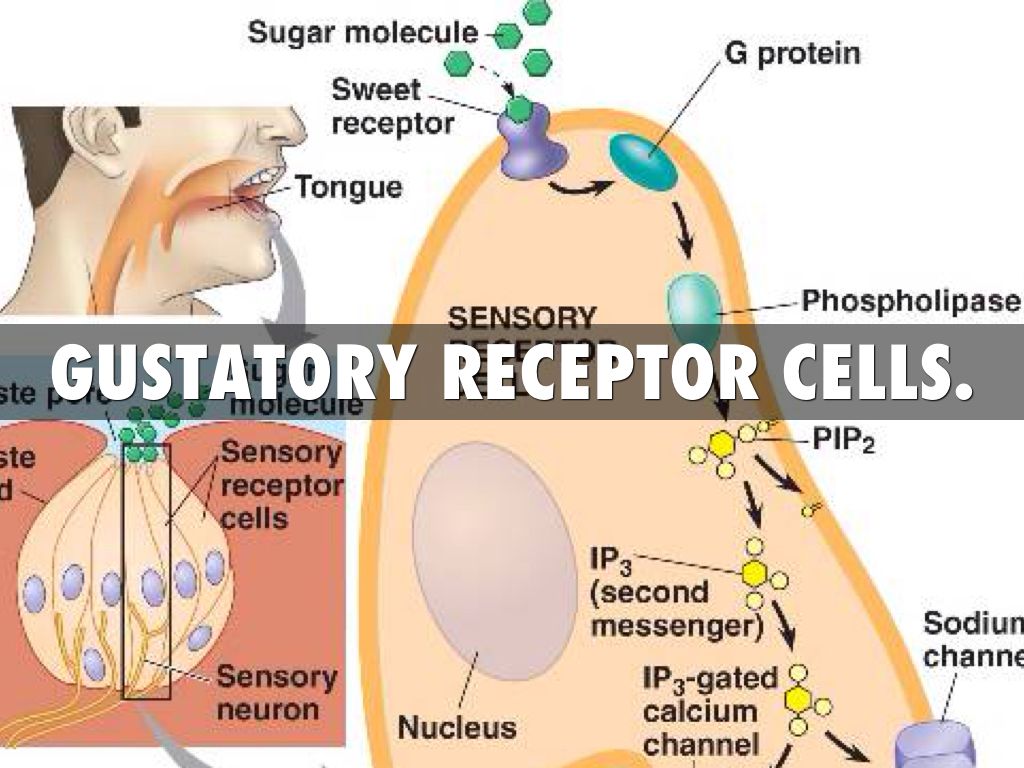 gustatory receptor cells. by Nala Streiff