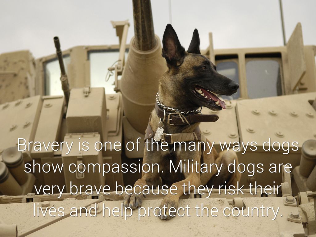 Dogs With Compassion by mruiz