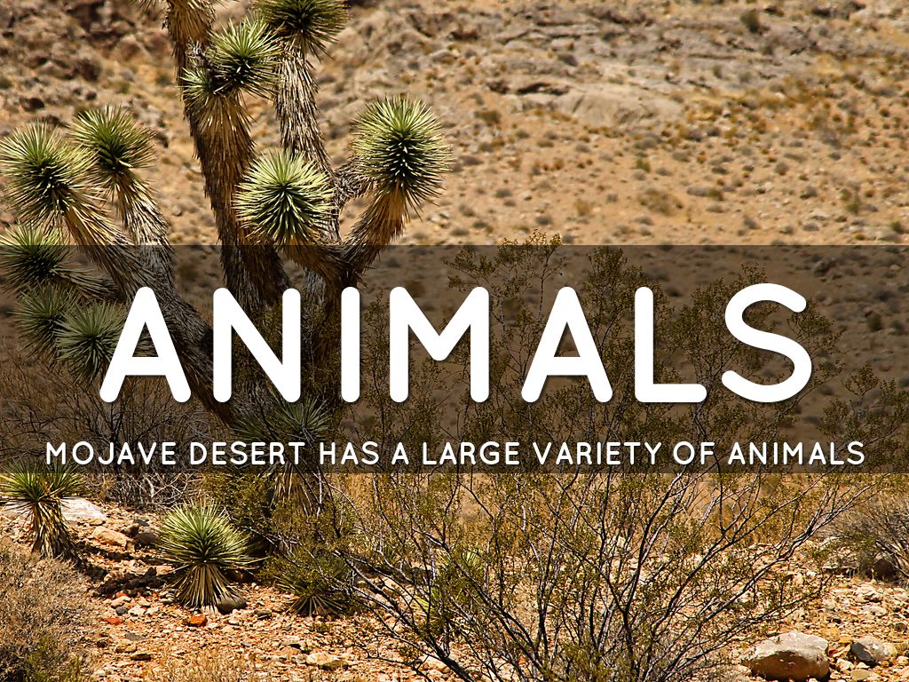 Mohave Biome by Joshua Osburn