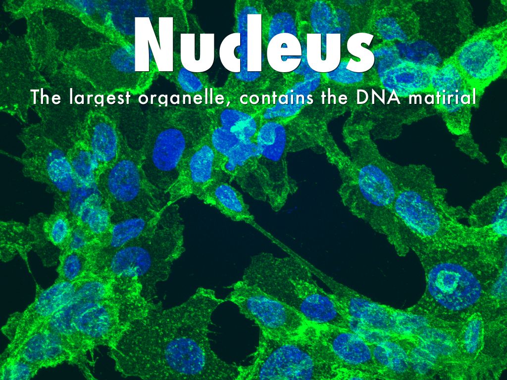 Plant Cell Vocabulary by Angie Stallbaumer