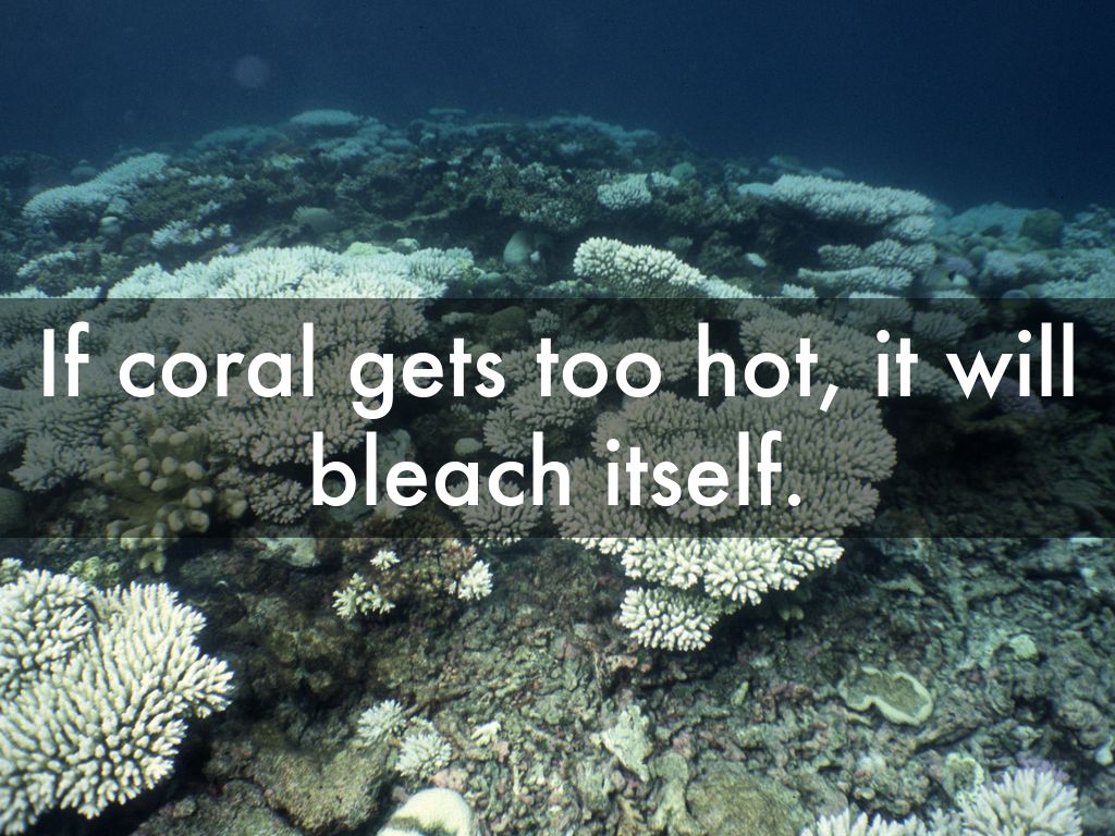 Coral Bleaching by 22olsonj