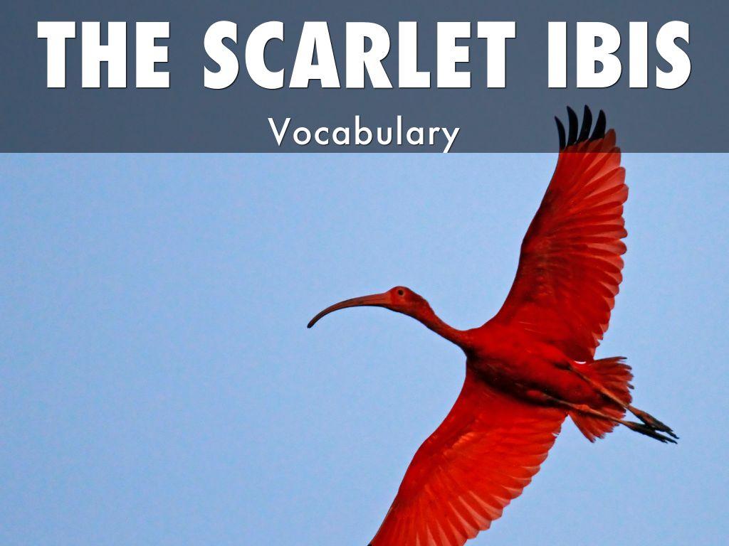 Scarlet ibis Vocabulary by Randy Latini