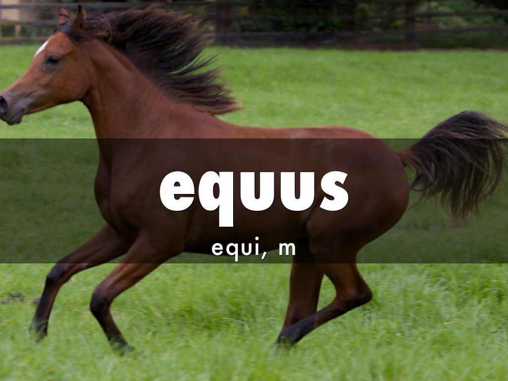 Animalia by Debra Baker-Schneider