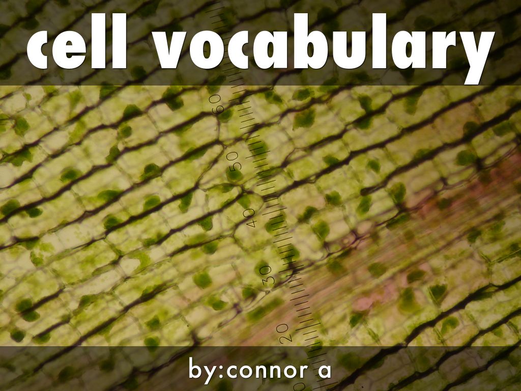 cell vocabulary by Angela Stallbaumer