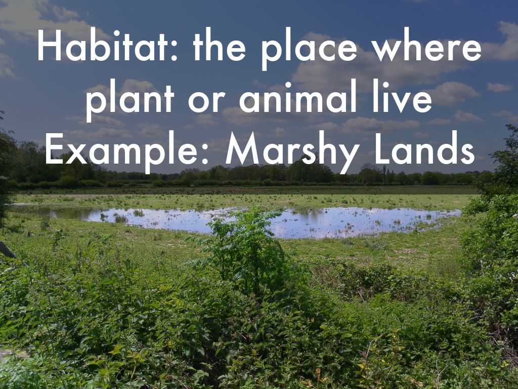 Community: populations of different species living in