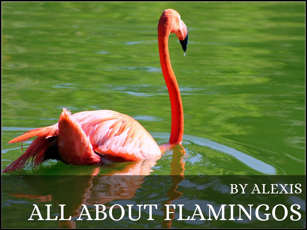 All About Flamingos by Alexis by boexx044