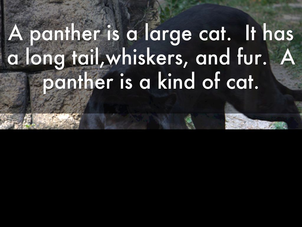 AWESOME PANTHERS by Charly Stagg