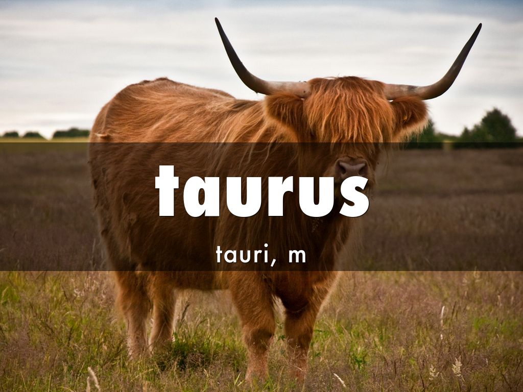 Animalia by Debra Baker-Schneider