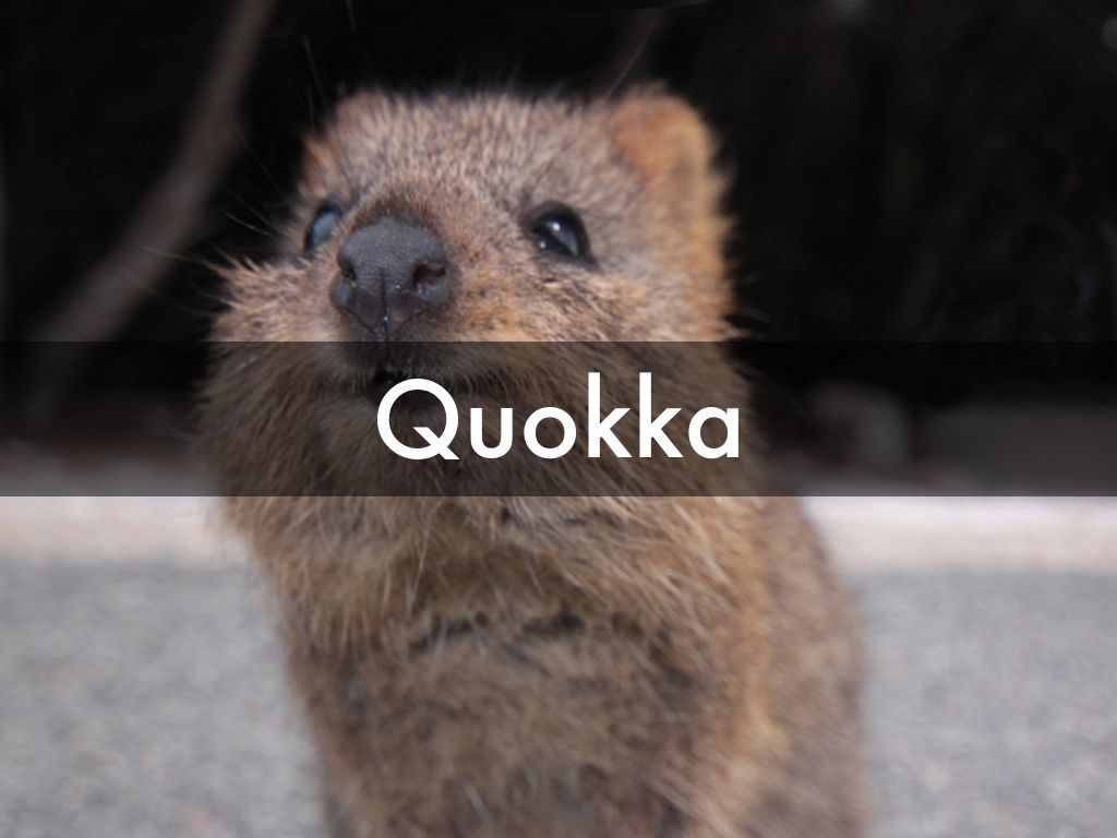 Quokka by Jesus Adame