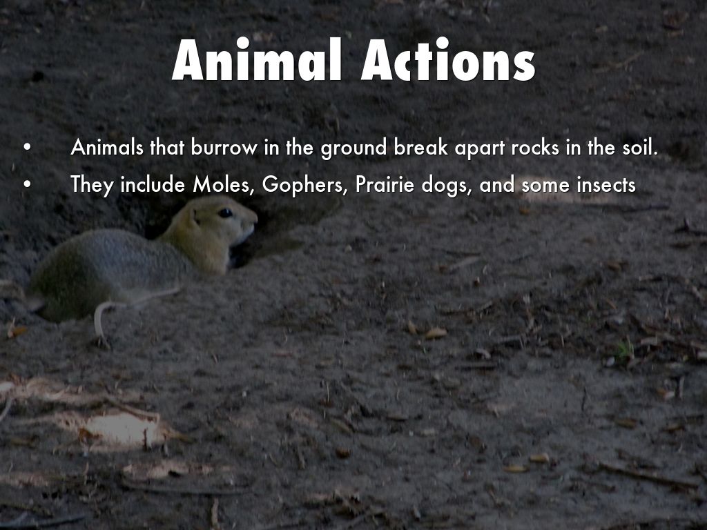 Animal Actions by konner_sc21