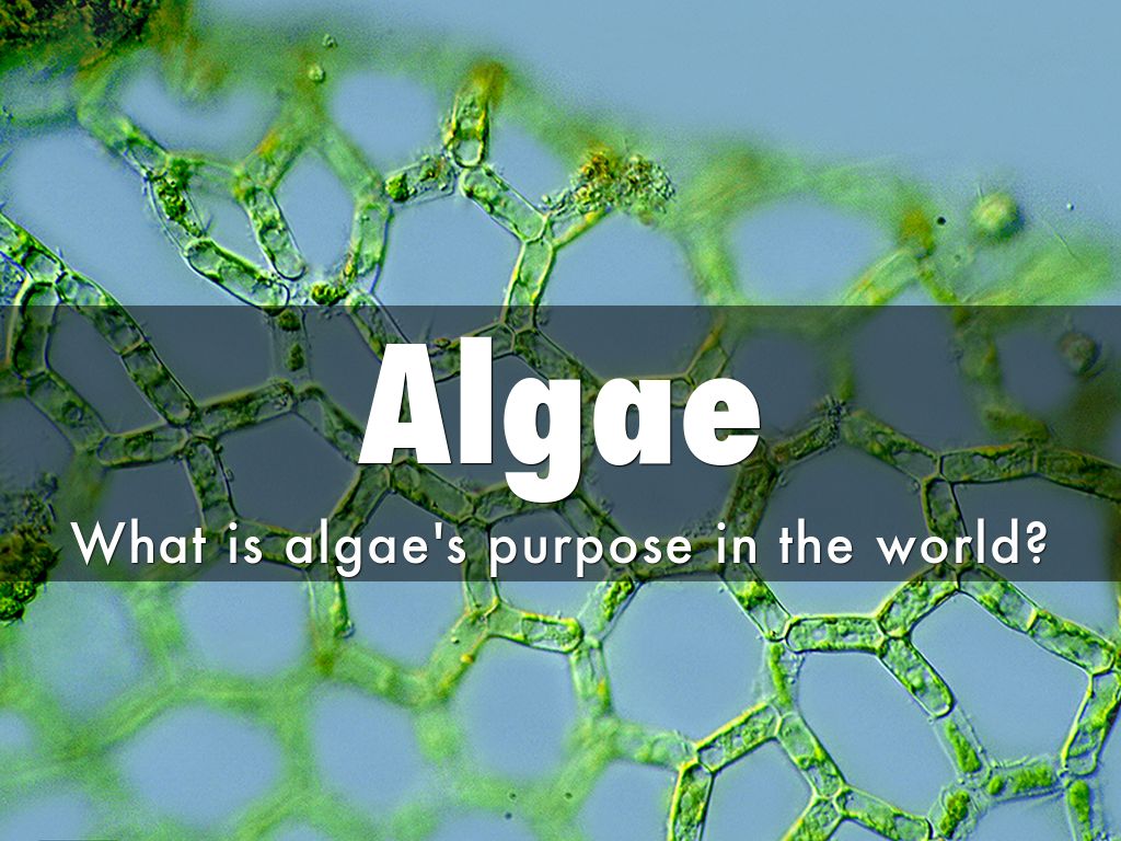 Algae by annabellegreene