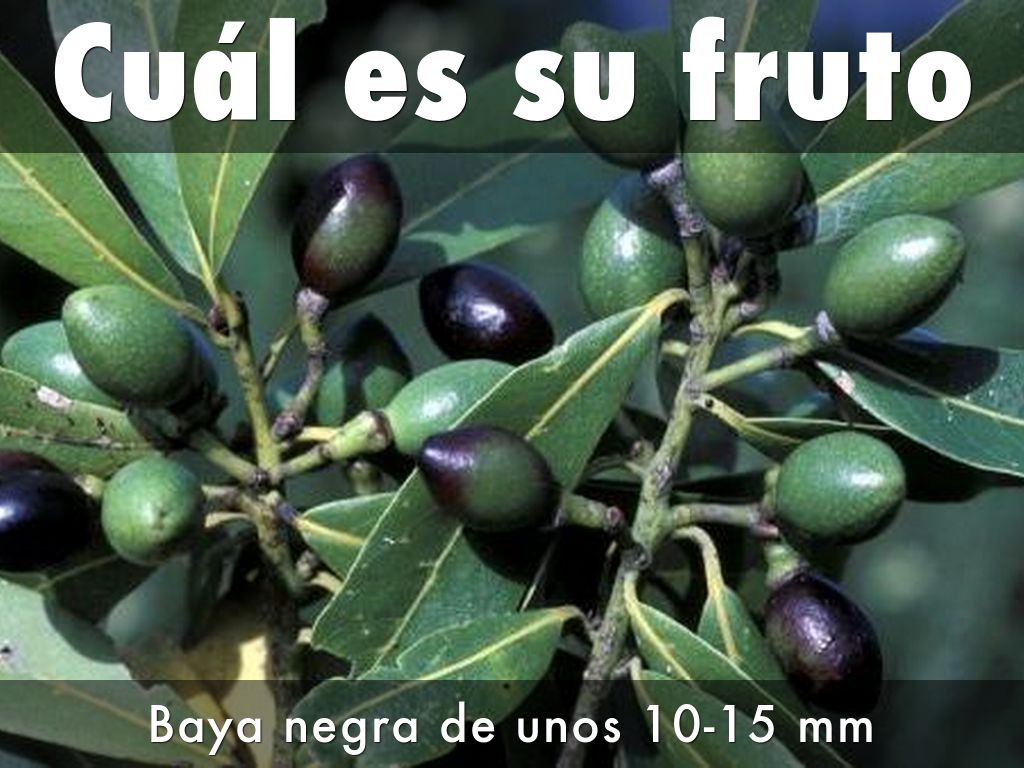 El Laurel by luciaruizlrs