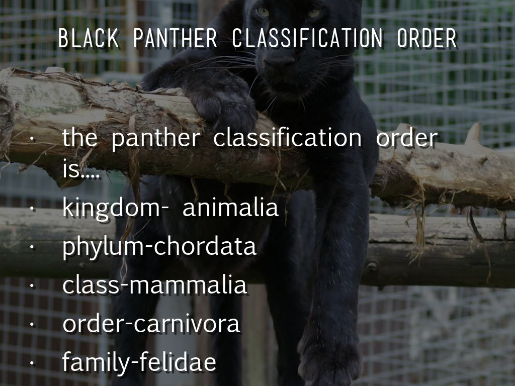 the panther and crayfish by divapopeast