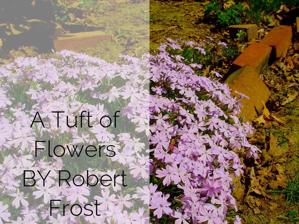 A Tuft Flower BY Robert Frost by jayden.slade