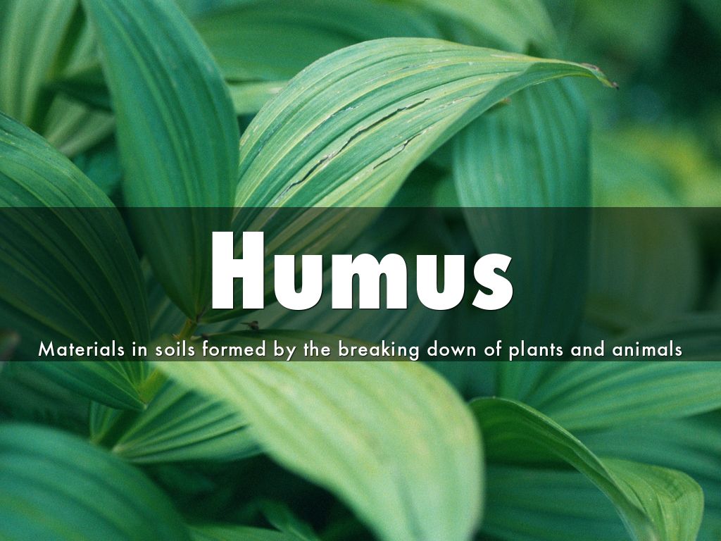 Chapter 8 Vocabulary by cgoodridge