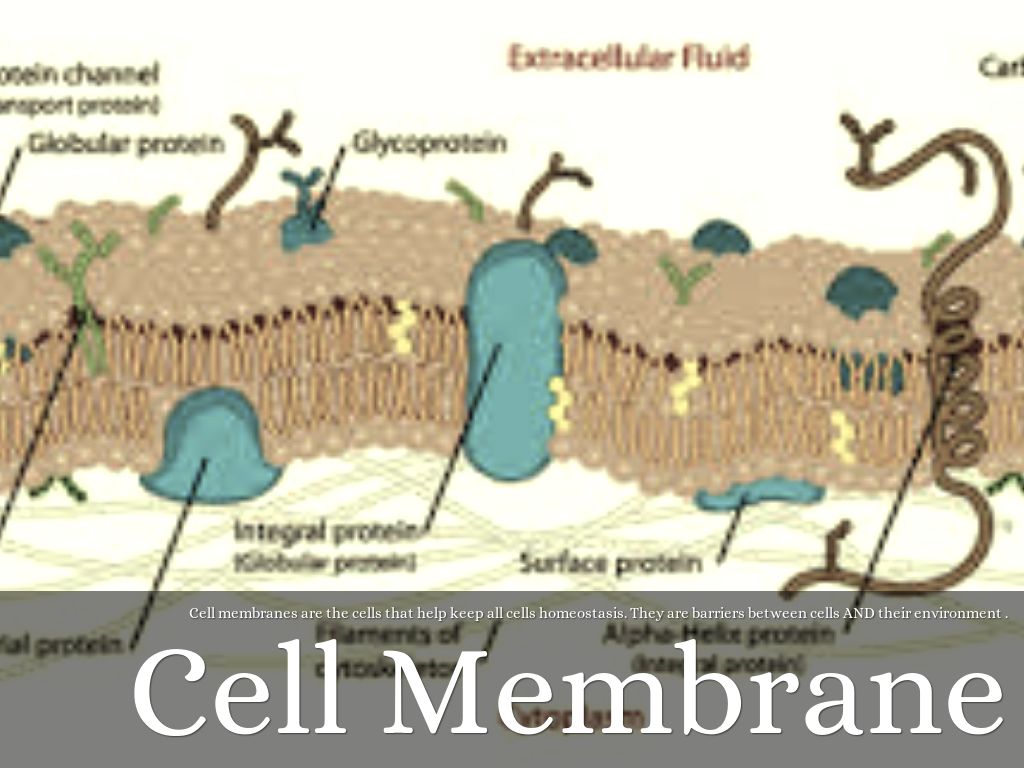 Cell Vocabulary by Mrs. Fawaz' Student